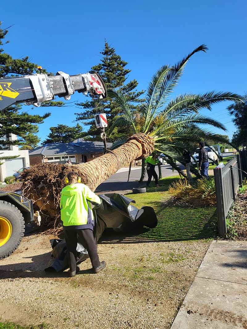 Photo Gallery - Australian Palm Tree Sales | ABC Palms