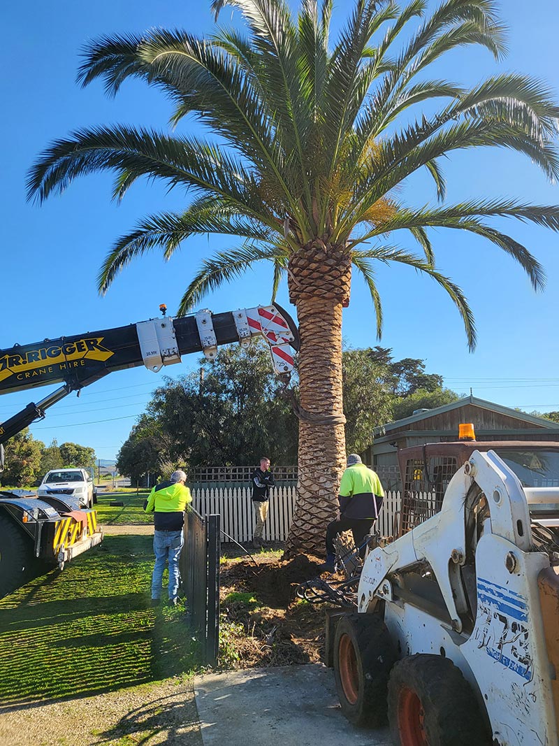 Photo Gallery - Australian Palm Tree Sales | ABC Palms