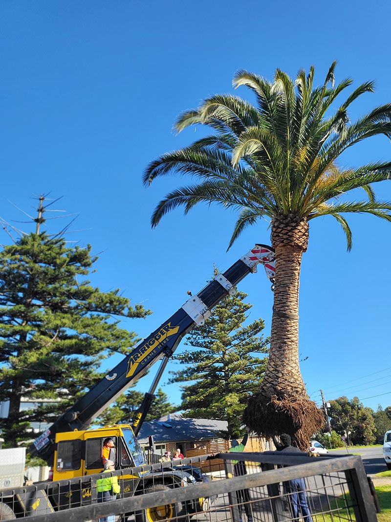 Photo Gallery - Australian Palm Tree Sales | ABC Palms
