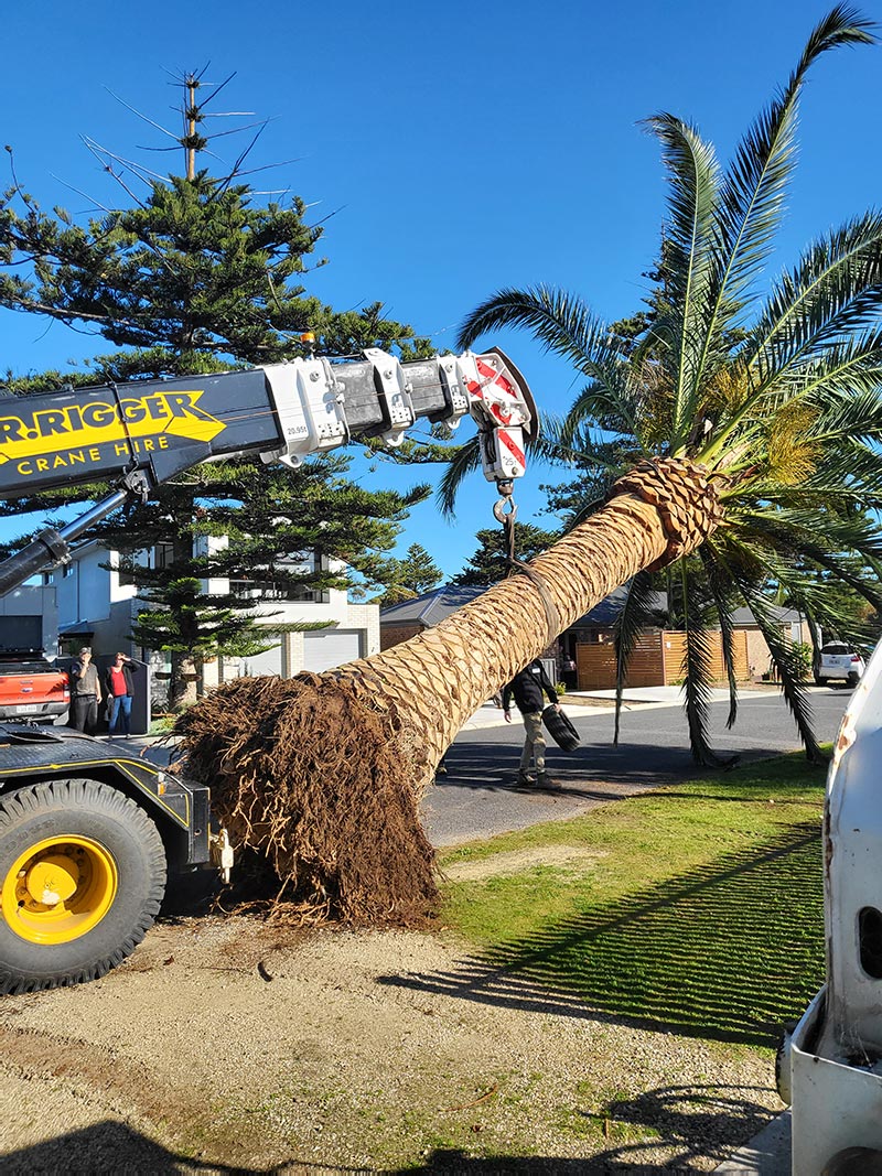 Photo Gallery - Australian Palm Tree Sales | ABC Palms
