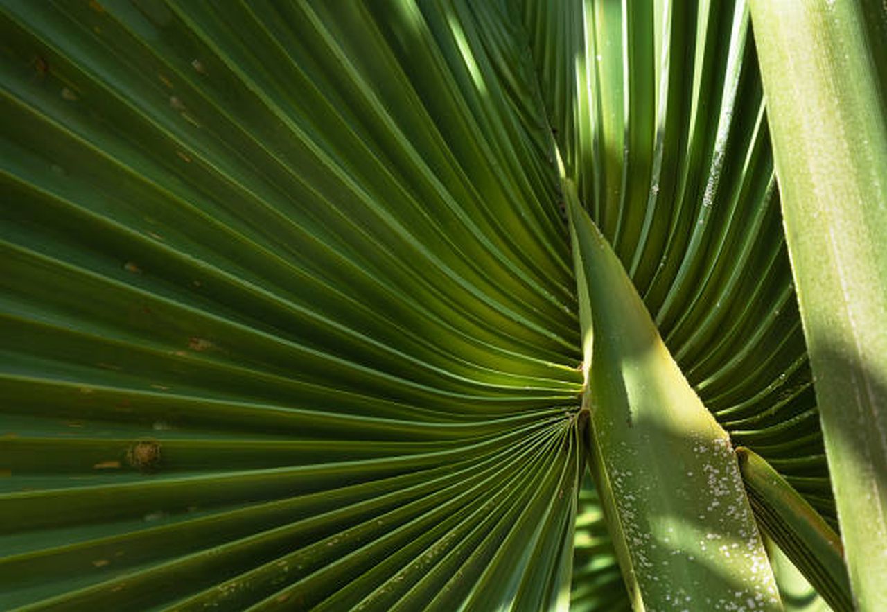 10 Key Reasons Your Australian Palm Tree Is Dying And How To Save It ...